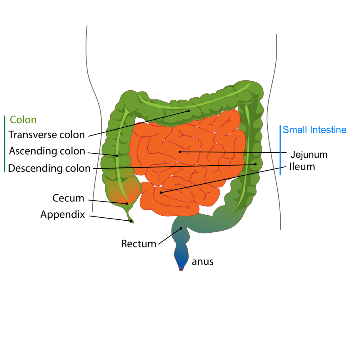 Enema Articles - Max Private